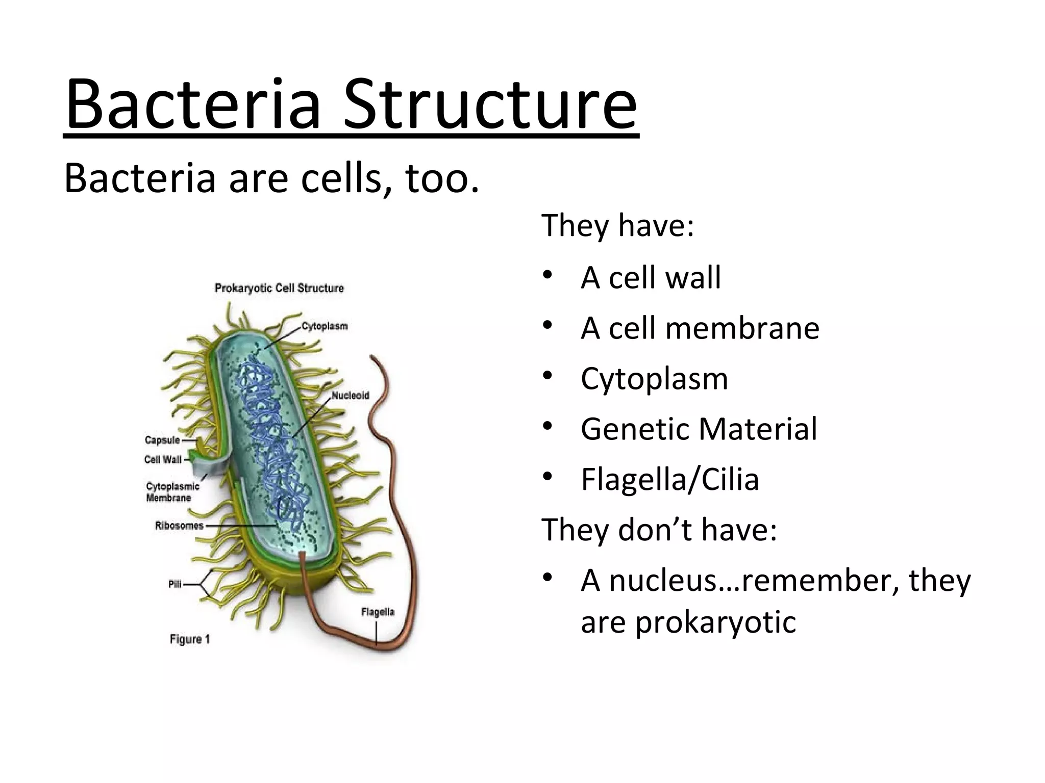 Bacteria Presentation | PPT