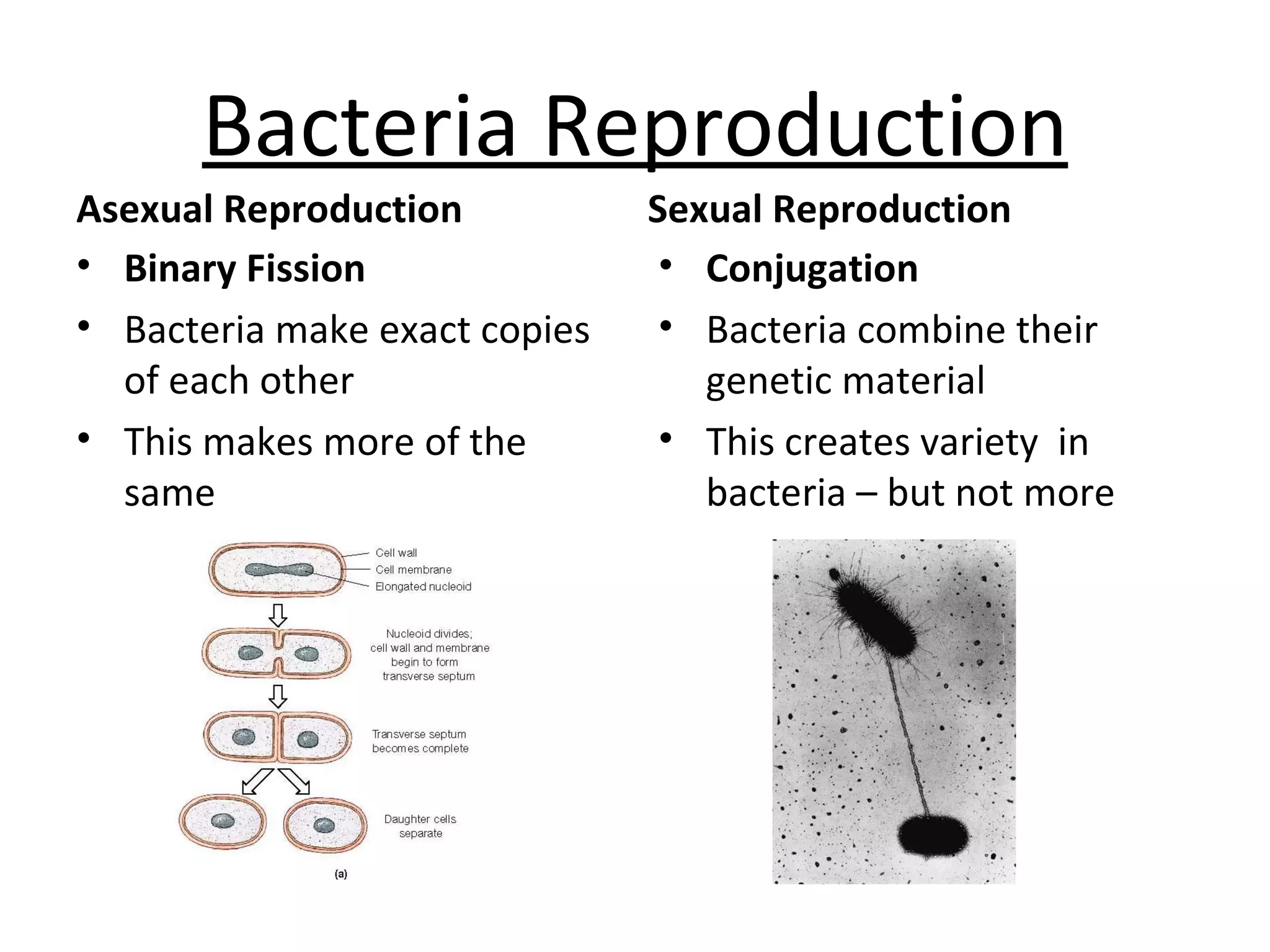 Bacteria Presentation | PPT