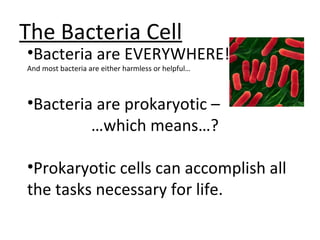 Bacteria Presentation | PPT