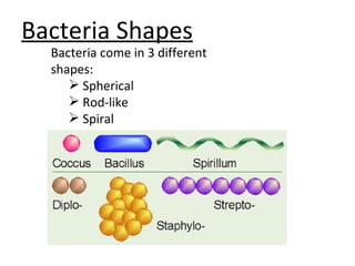 Bacteria Presentation | PPT