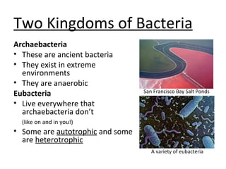 Bacteria Presentation | PPT