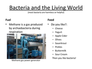 Bacteria Presentation | PPT