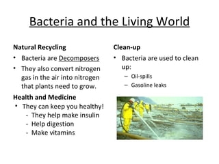 Bacteria Presentation | PPT