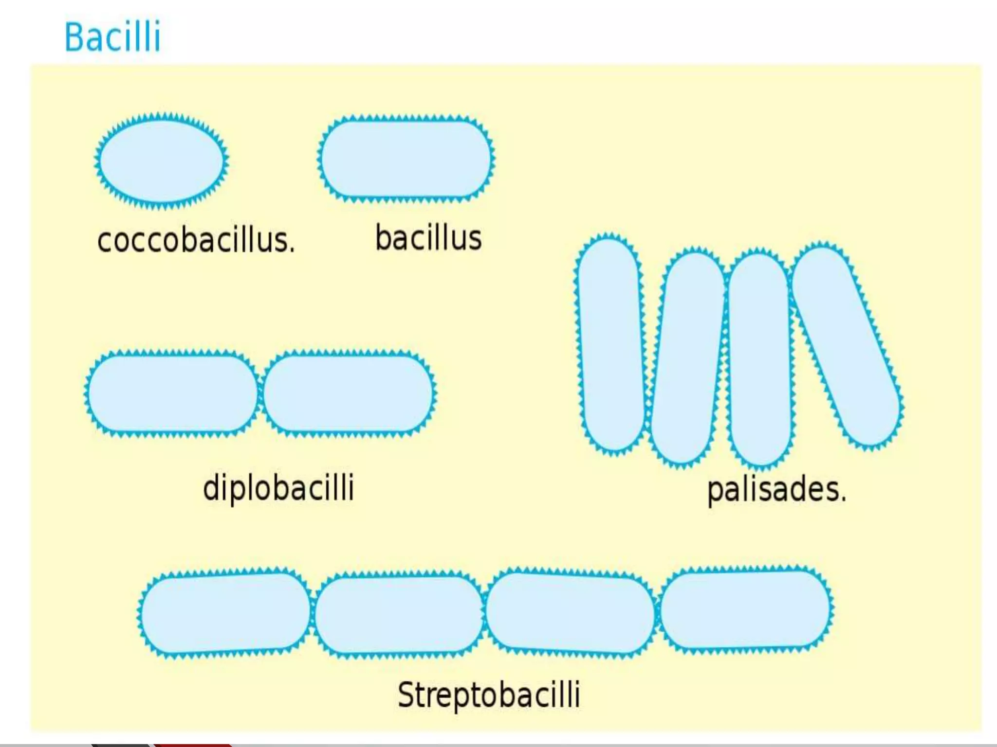 Introduction to Bacteria .. | PPTX