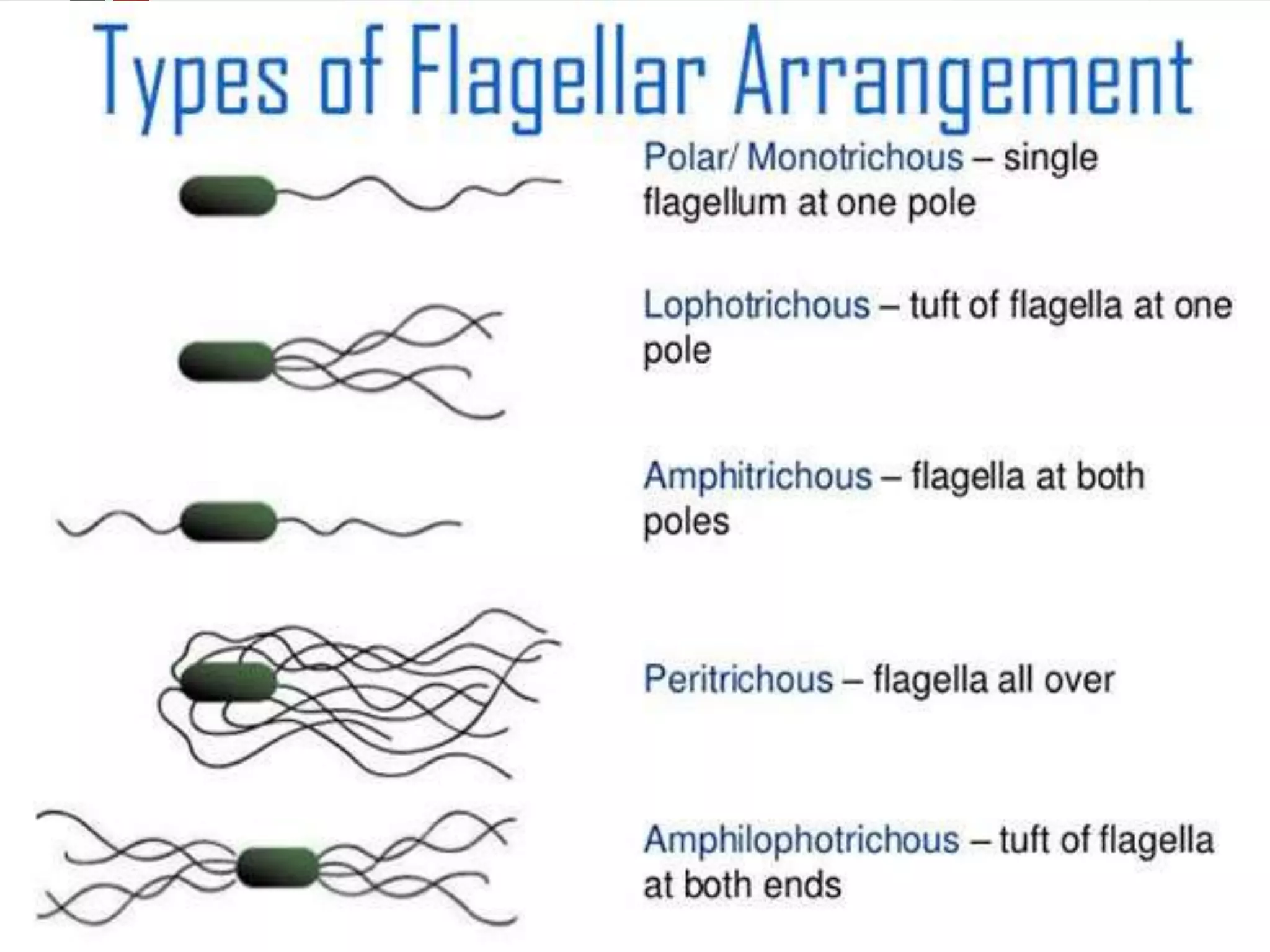 Introduction to Bacteria .. | PPTX