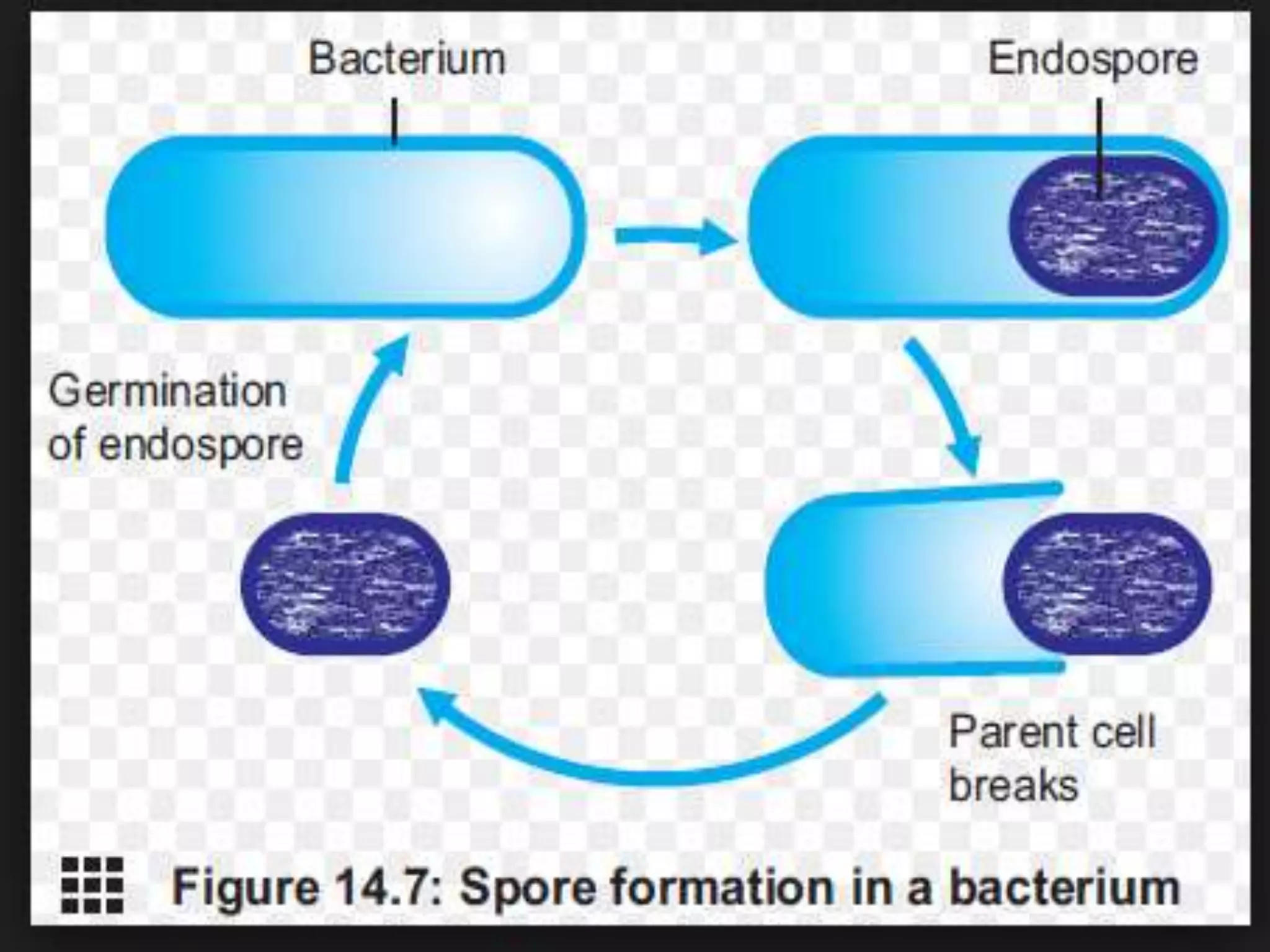 Introduction to Bacteria .. | PPTX | Biological Sciences | Science