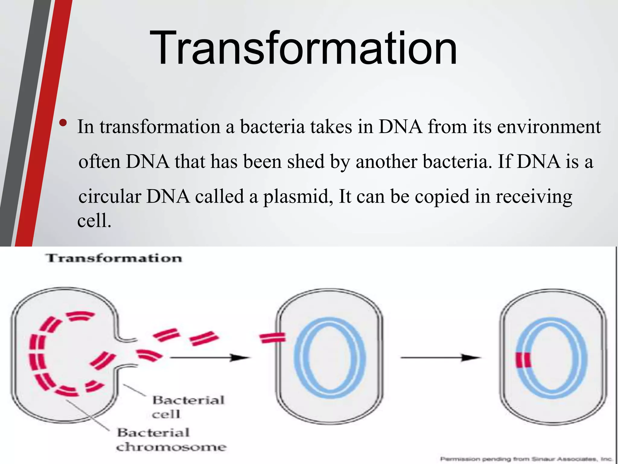 Introduction to Bacteria .. | PPTX | Biological Sciences | Science