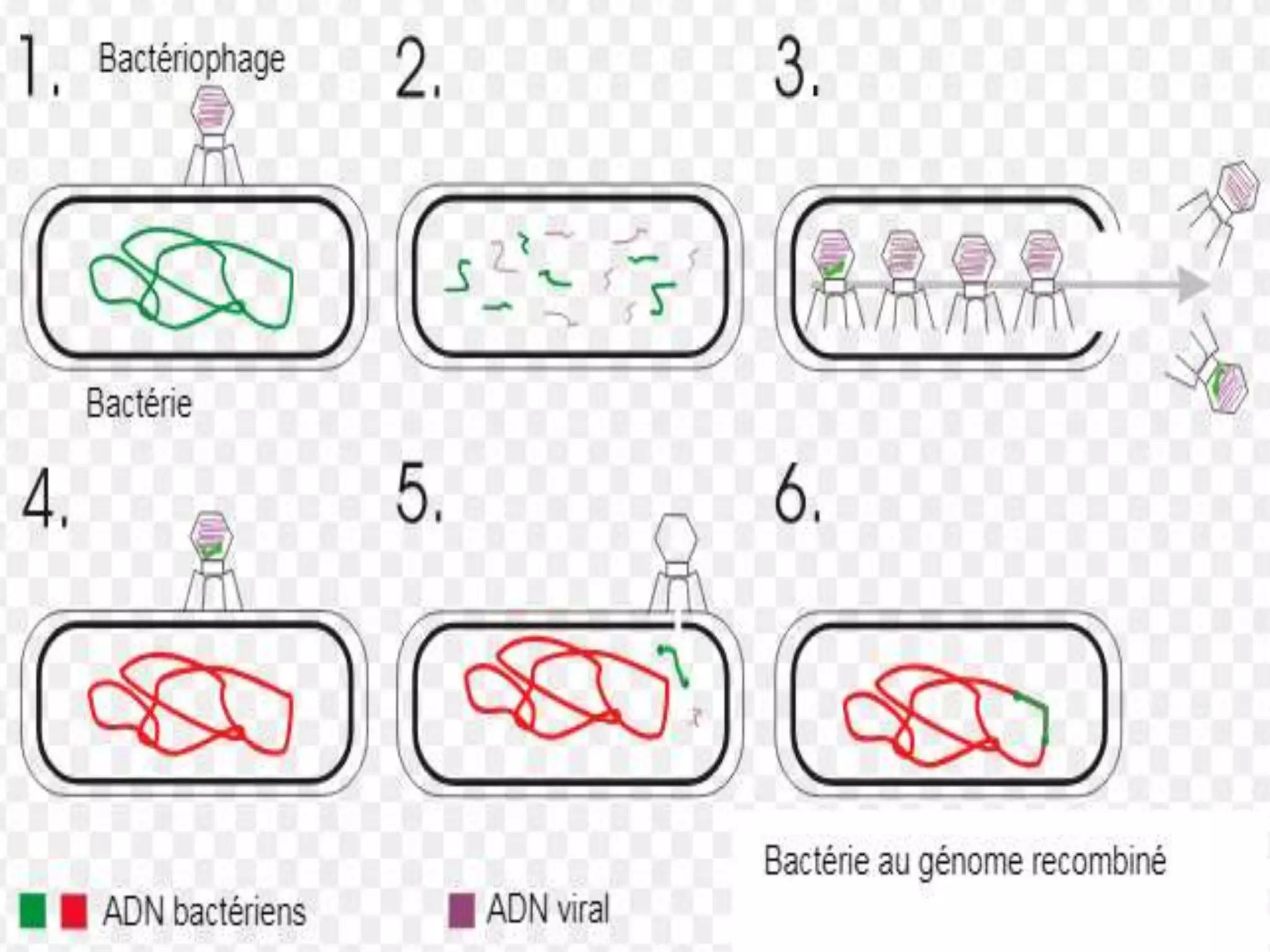 Introduction to Bacteria .. | PPTX