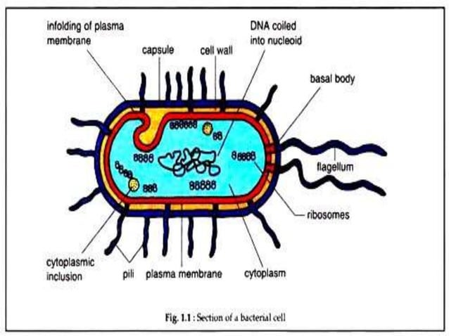 Introduction to Bacteria .. | PPTX | Biological Sciences | Science