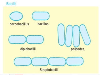 Introduction to Bacteria .. | PPTX