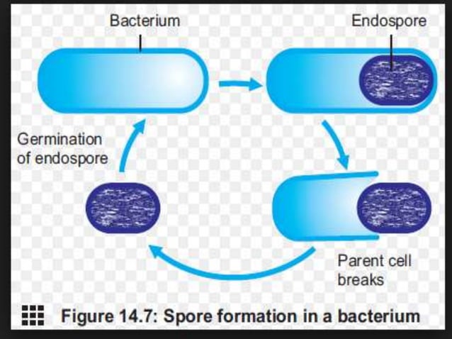 Introduction to Bacteria .. | PPTX | Biological Sciences | Science