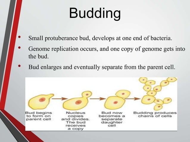 Introduction to Bacteria .. | PPTX | Biological Sciences | Science