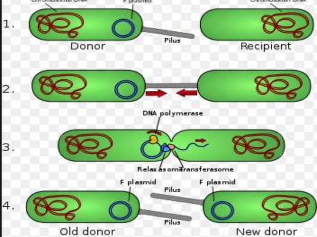Introduction to Bacteria .. | PPTX | Biological Sciences | Science