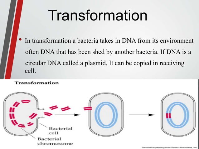 Introduction to Bacteria .. | PPTX | Biological Sciences | Science