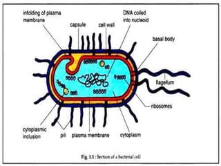 Introduction to Bacteria .. | PPT