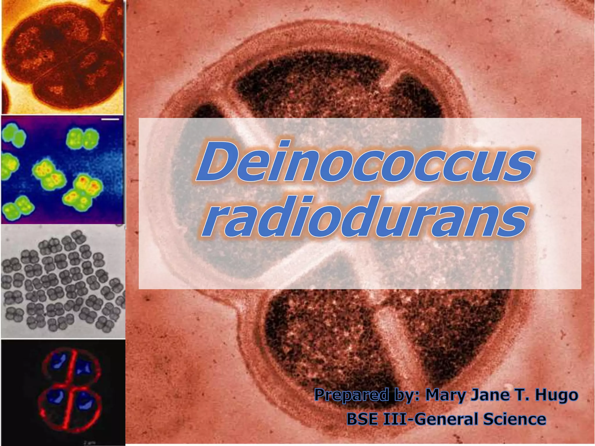 Deinococcus radiodurans | PPTX