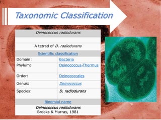 Deinococcus radiodurans | PPTX