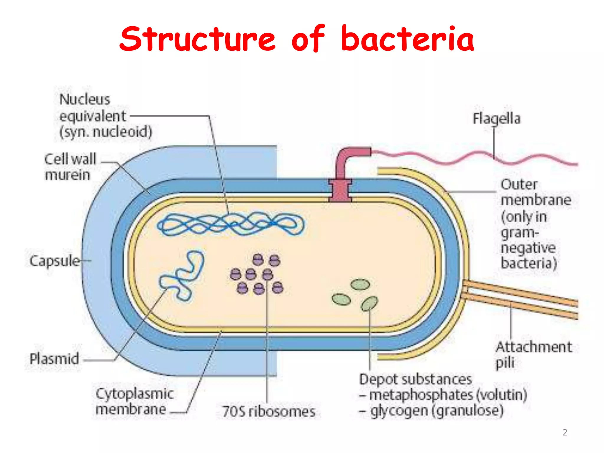 Bacteria Presentation 1.pdf