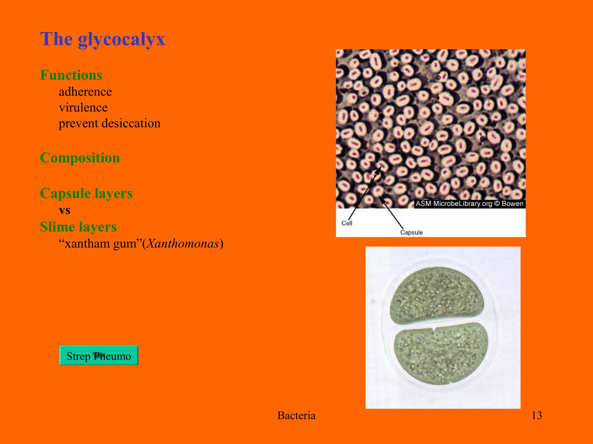 Bacteria & prokaryotes | PPT