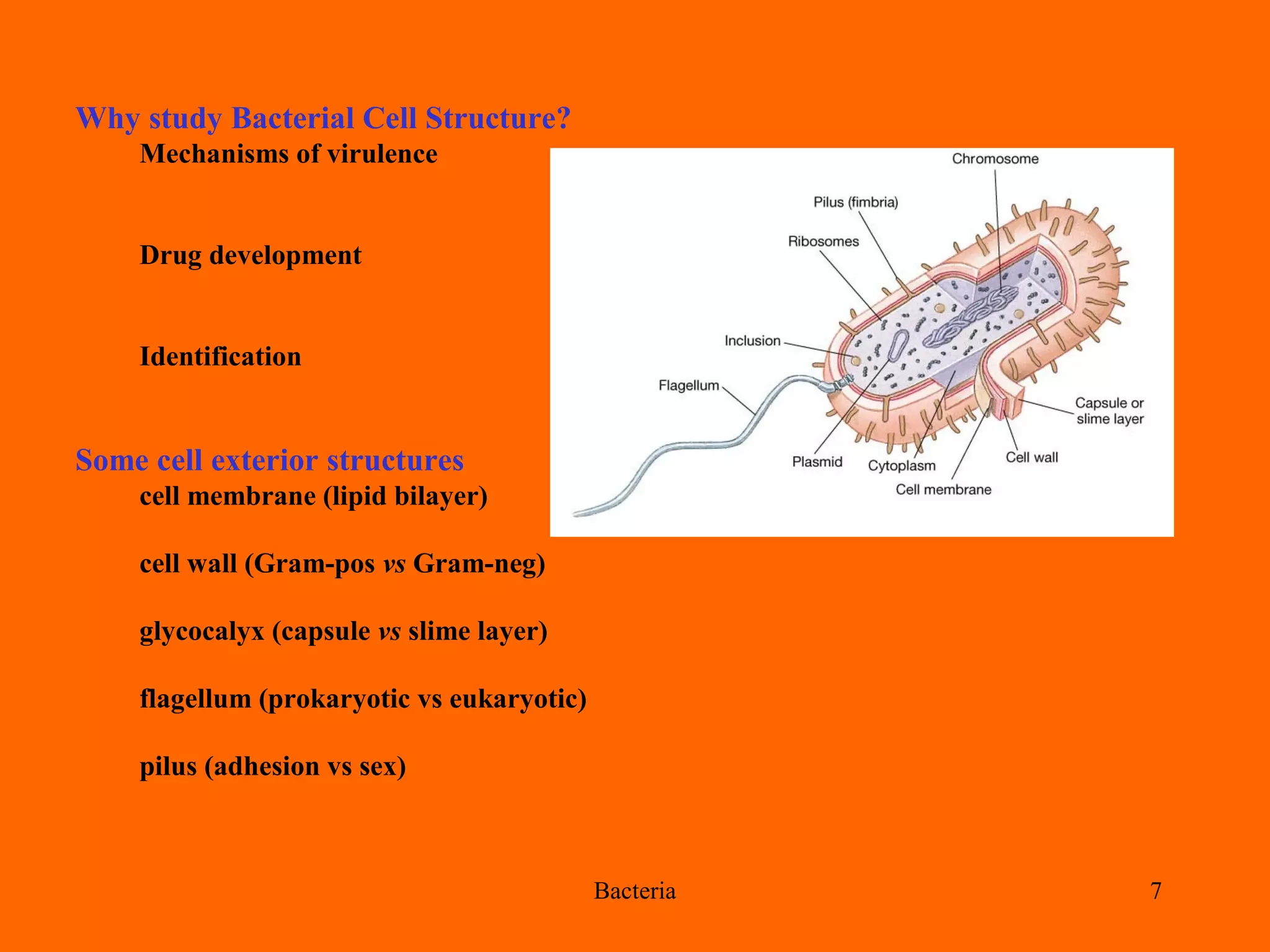 Bacteria & prokaryotes | PPT