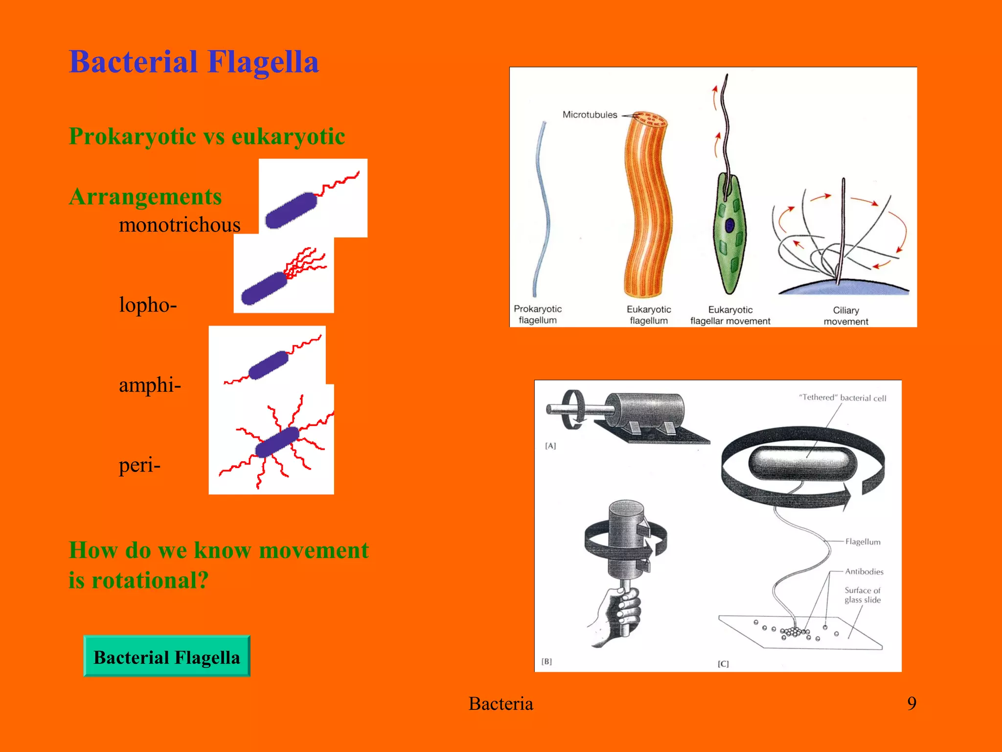 Bacteria & prokaryotes | PPT