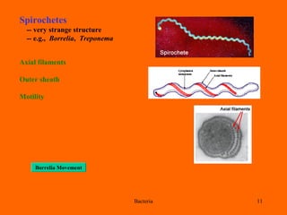 Bacteria & prokaryotes | PPT