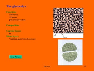 Bacteria & prokaryotes | PPT