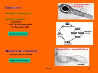 Bacteria & prokaryotes | PPT