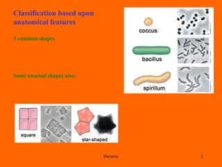Bacteria & prokaryotes | PPT