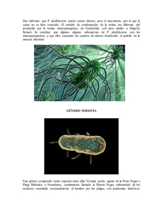 Bacteria providencia informe | DOCX