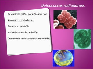 Bacteria Rara | PPT