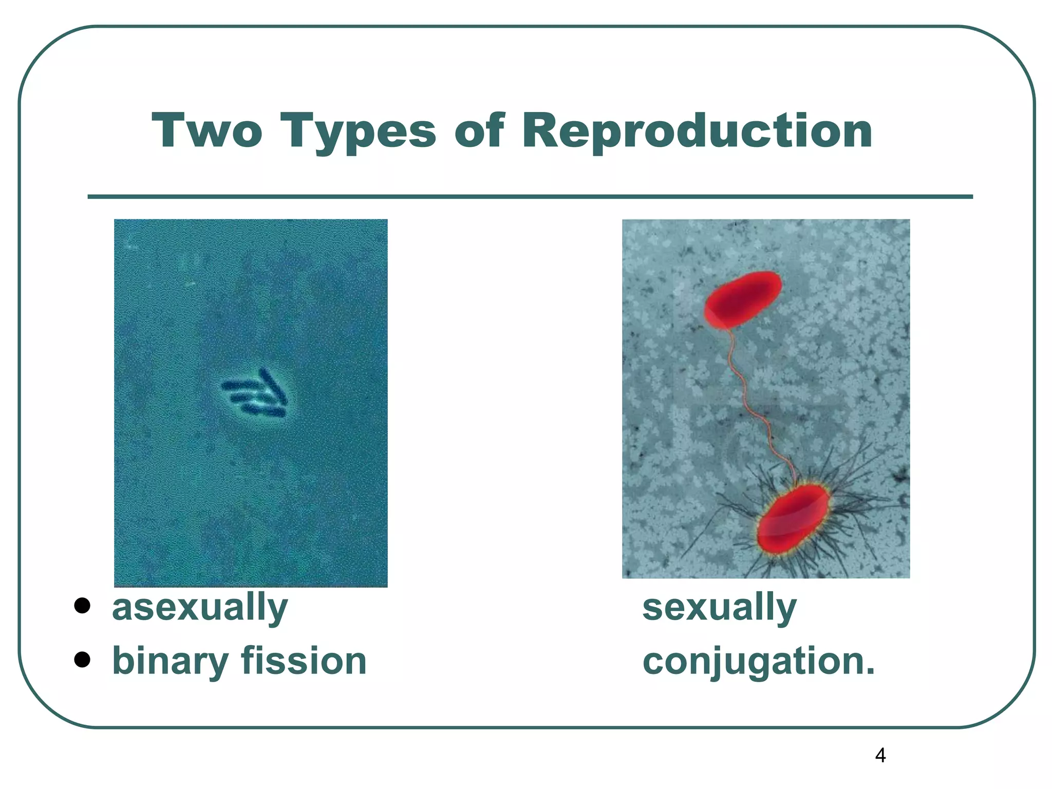 Bacteriareproduction | PPT | Genetics | Science