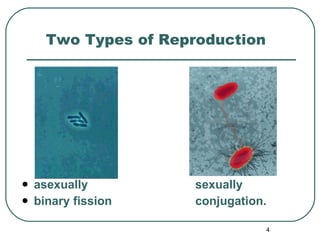 Bacteriareproduction | PPT | Genetics | Science