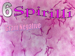 Bacteria Quiz Game Lesson | PPT