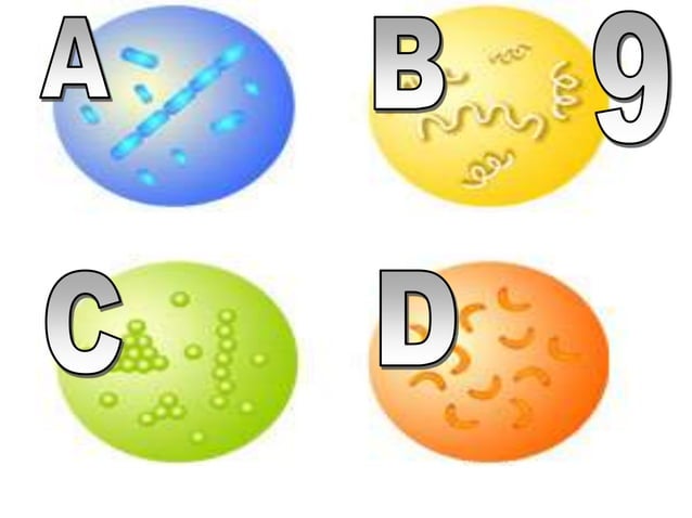 Bacteria Quiz Game Lesson | PPT
