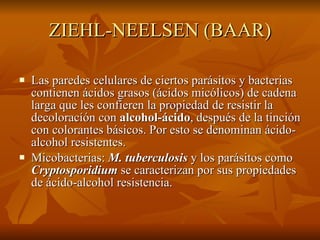 Bacterias | PPT