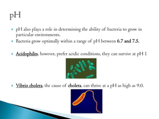 Bacterias | PPT