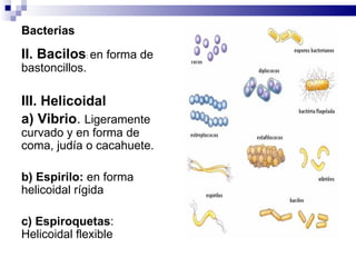 Bacterias | PPT