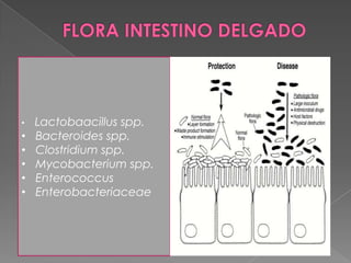 Flora bacteriana normal y patogenia | PPTX