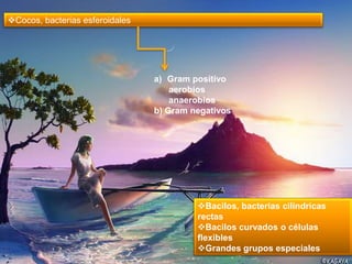 Bacterias | PPTX