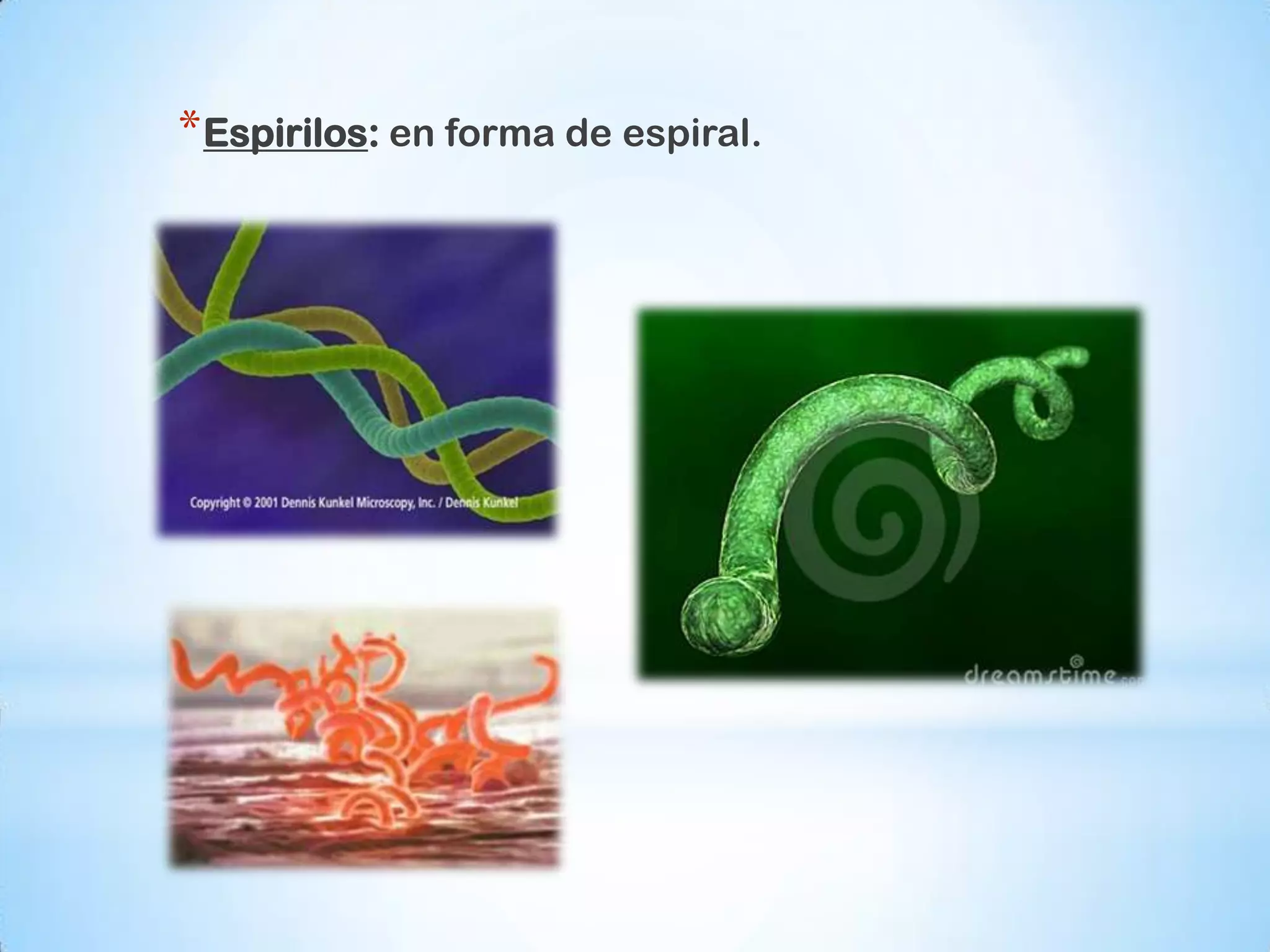 Bacterias | PPTX