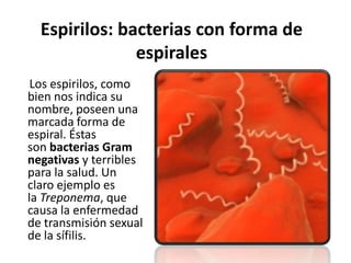 Bacterias | PPTX