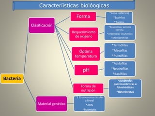 Bacterias | PPTX