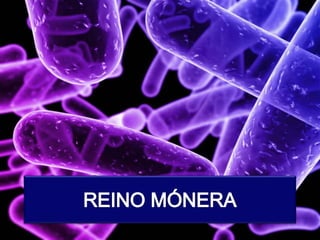 Reino Monera Dibujos