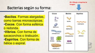 Bacterias | PPTX