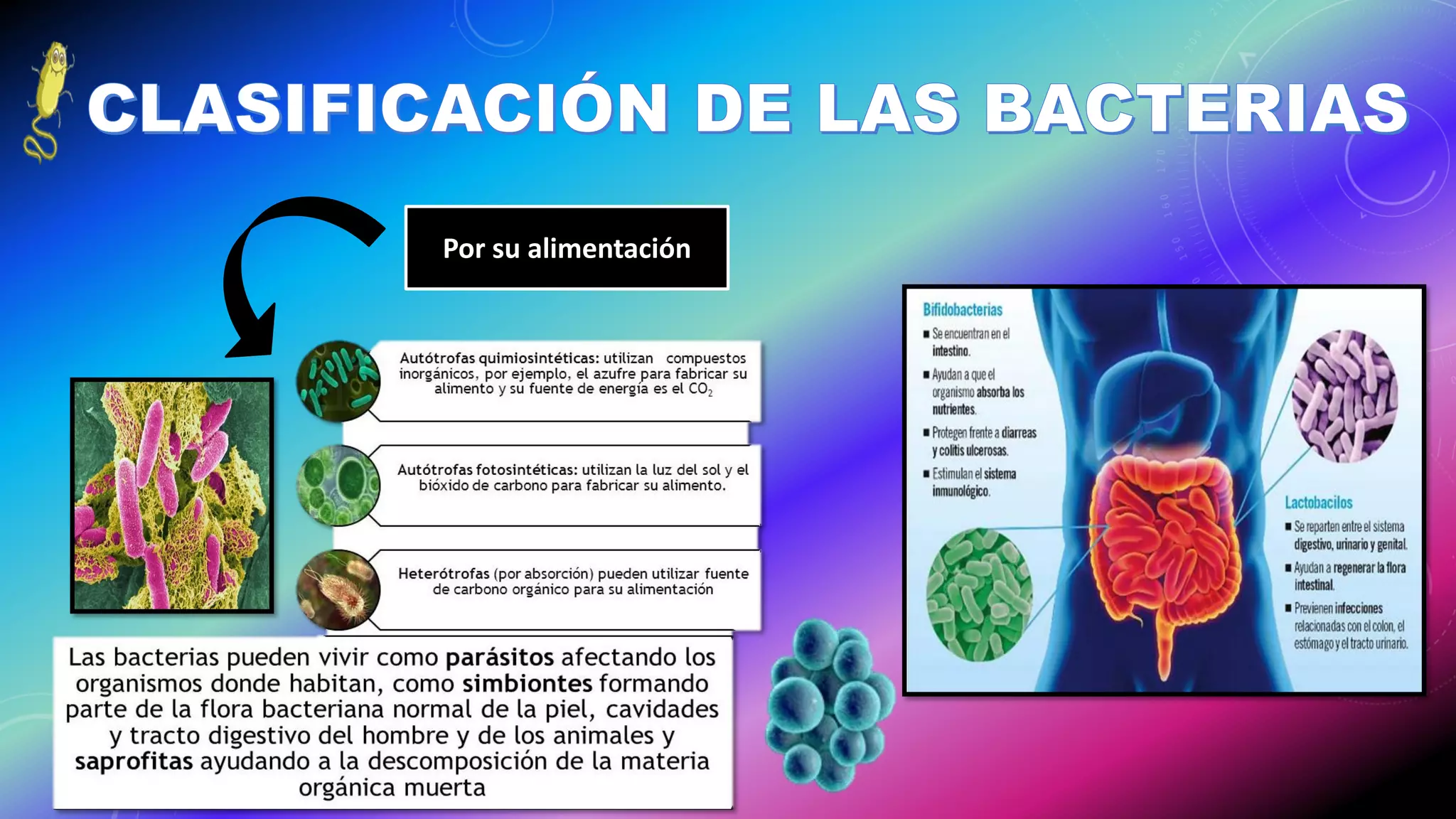 Las Bacterias | PDF | Biological Sciences | Science