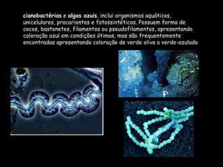 Bacterias | PPTX
