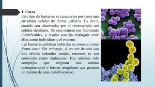 bacterias..pptx