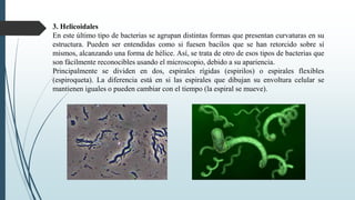 bacterias..pptx