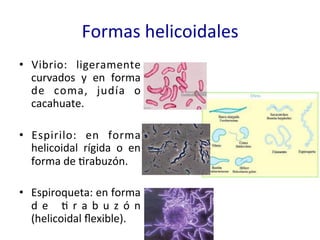 Bacterias.pdf